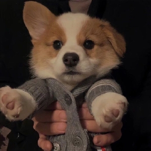 舞蹈镓溦bbyy8700 