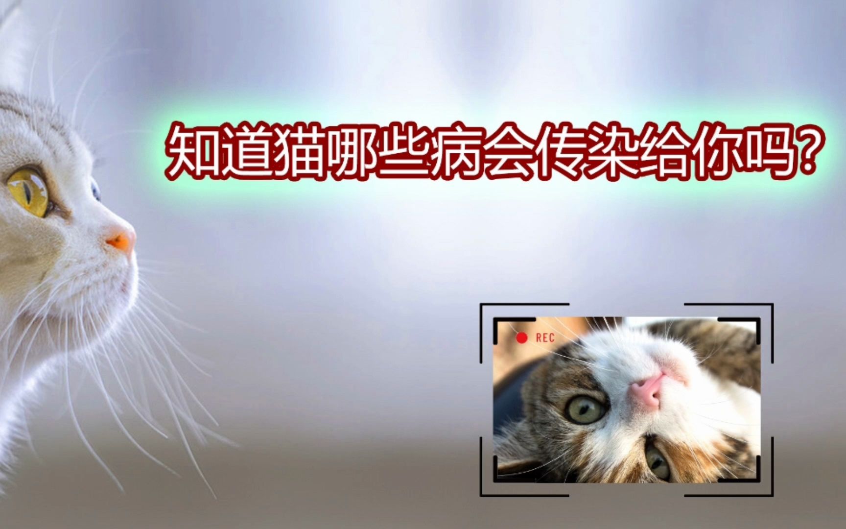 知道猫哪些病会传染给你吗?