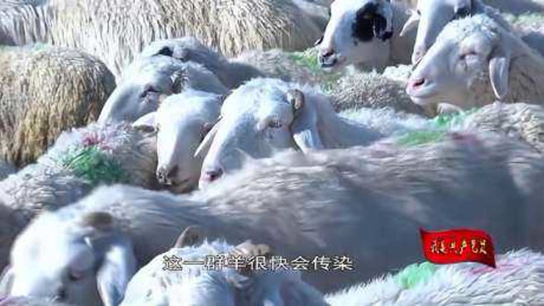 我是共产党员--关治国:标准化养殖,助推畜牧业健康发展