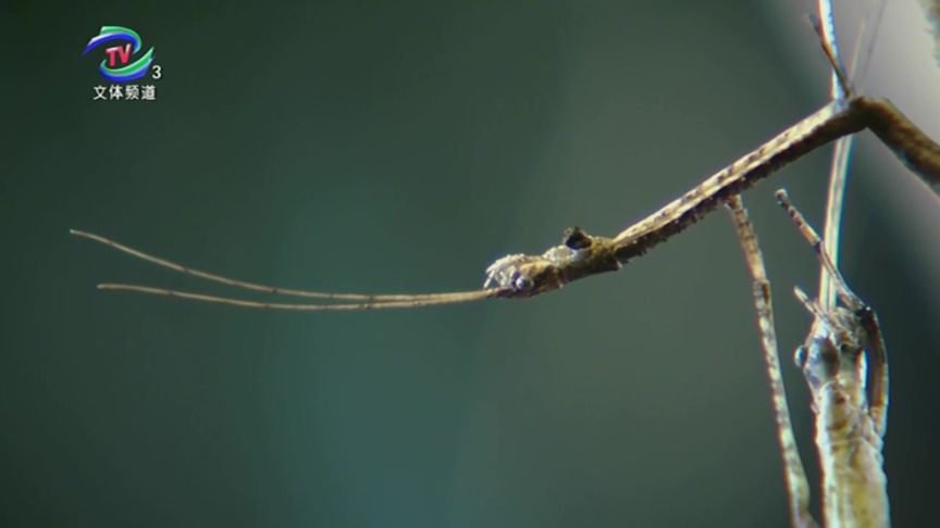 这种虫子为了生存,它们模仿的树枝,能做出树枝在风中晃动的效果