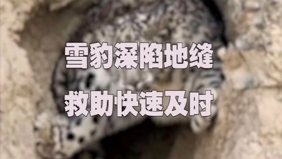国家一级保护动物雪豹被困泥石流地缝
