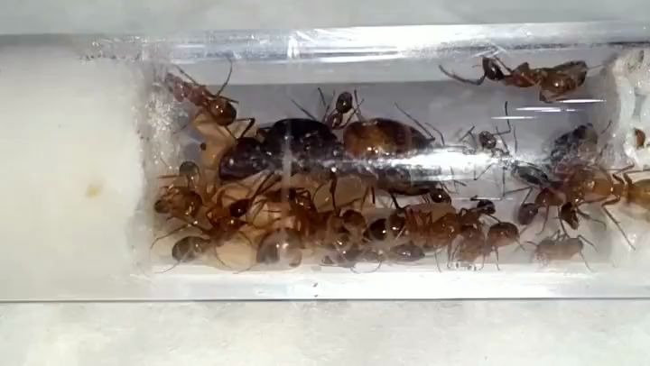 【宠物蚂蚁】宠物蚂蚁新后巢 简易分格试管巢制作过程