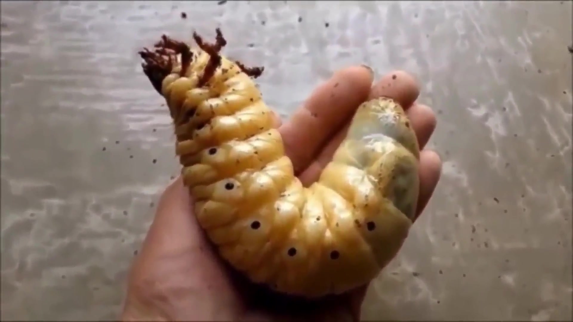 独角仙生长记录,看着有点神奇