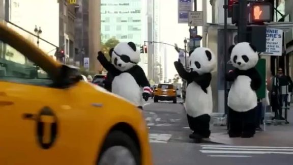 全美达人:中国国宝熊猫现身美国街头,这蠢萌的样子太可爱了