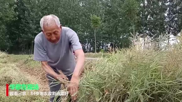 油菜籽成熟开始收割了,84岁老农人工在收:农业机械化呢?