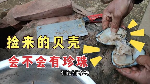 河边捡来的蚌壳会不会有珍珠,小朋友还想吃掉,除了吃啥也不会