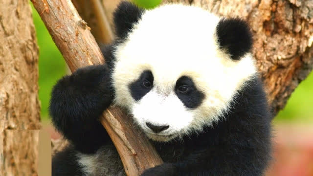益智玩具:神奇沙画册画出动物图形
