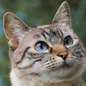 云养大猫山 