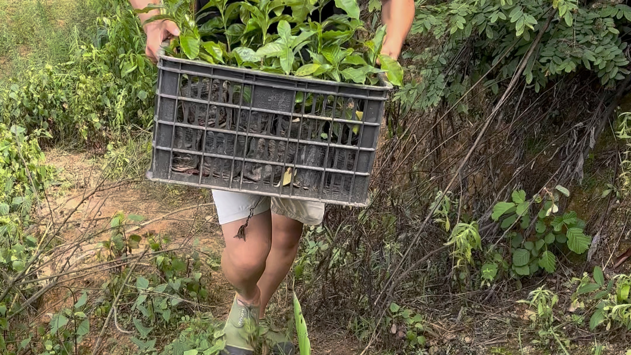 瑰夏咖啡苗种植 2分钟咖啡种植小课堂来啦～
