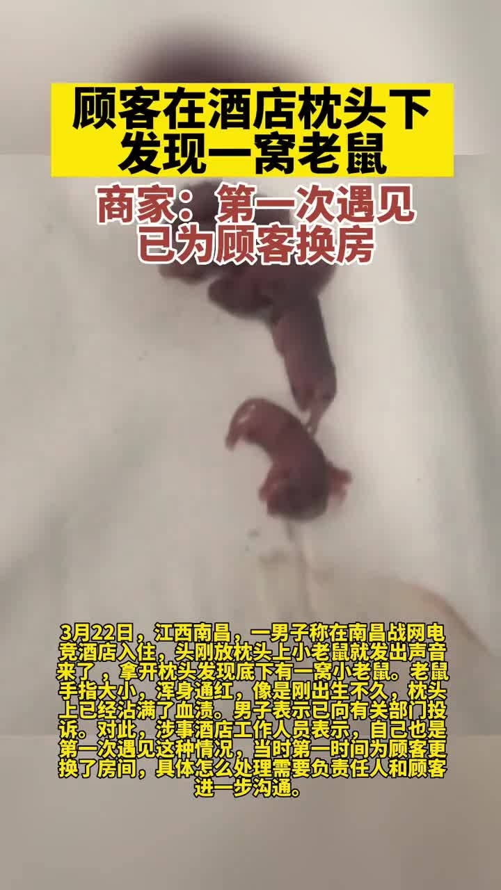 顾客在酒店枕头下发现一窝老鼠 商家:第一次遇见 已为顾客换房