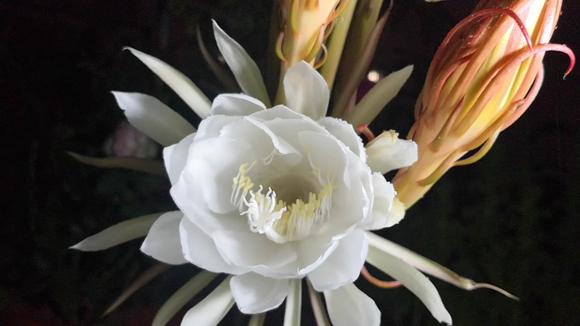 昙花,这月下美人,在没有月亮的今晚,在小雨中默默地绽放了。