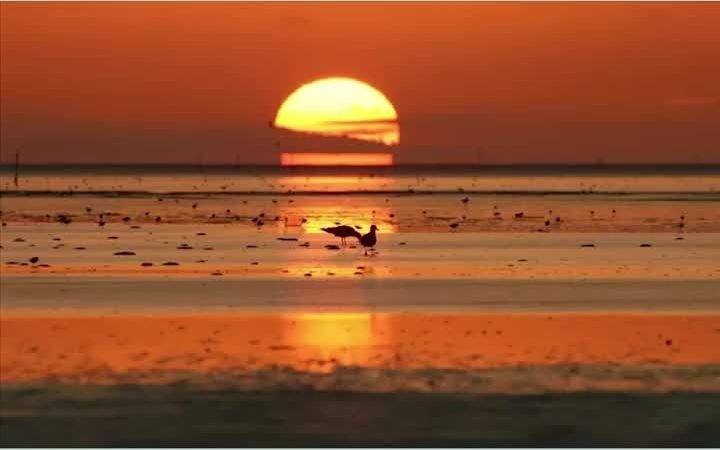 《滨海湿地是重要的蓝碳生态系统》