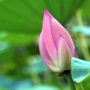 太史紫蕙 