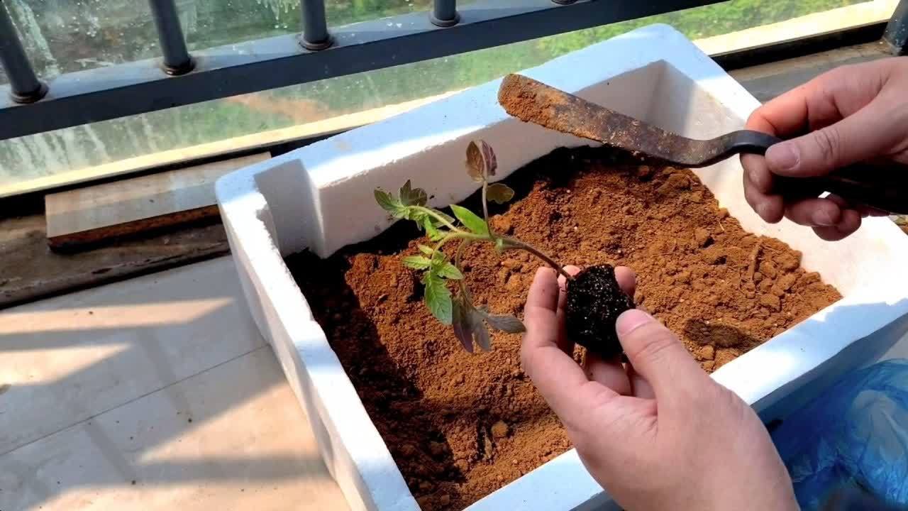 小伙在家种菜,教你阳台种植西红柿,步骤