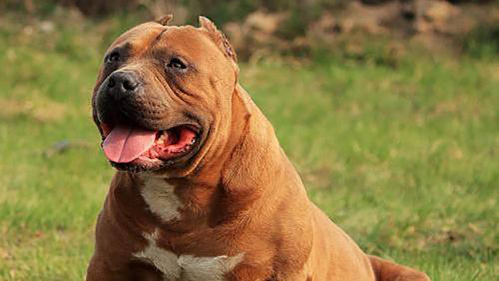 终极对决!肌肉猛犬比特PK远古巨兽藏獒,网友:五分钟秒杀藏獒