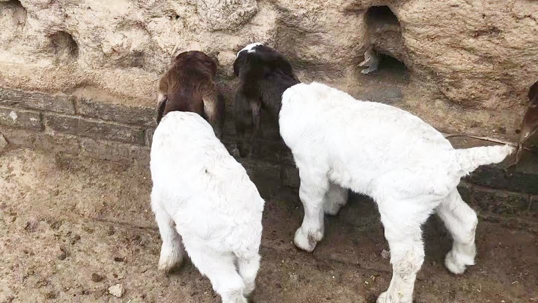 近期羊价有所波动惹热议,小羊回复网友:不受羊贩子控制一直盈利