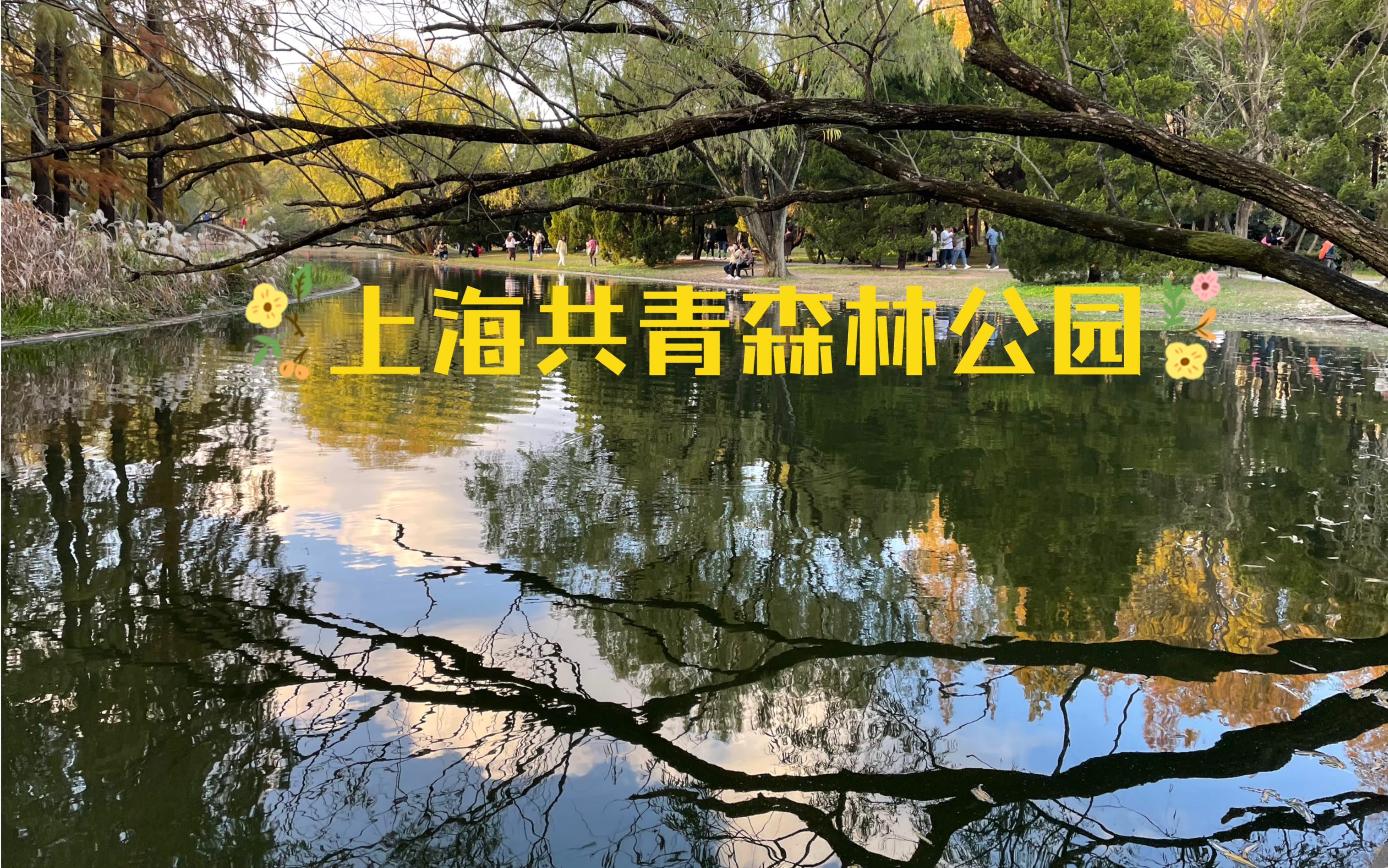 上海共青森林公园,初冬时节的童话世界