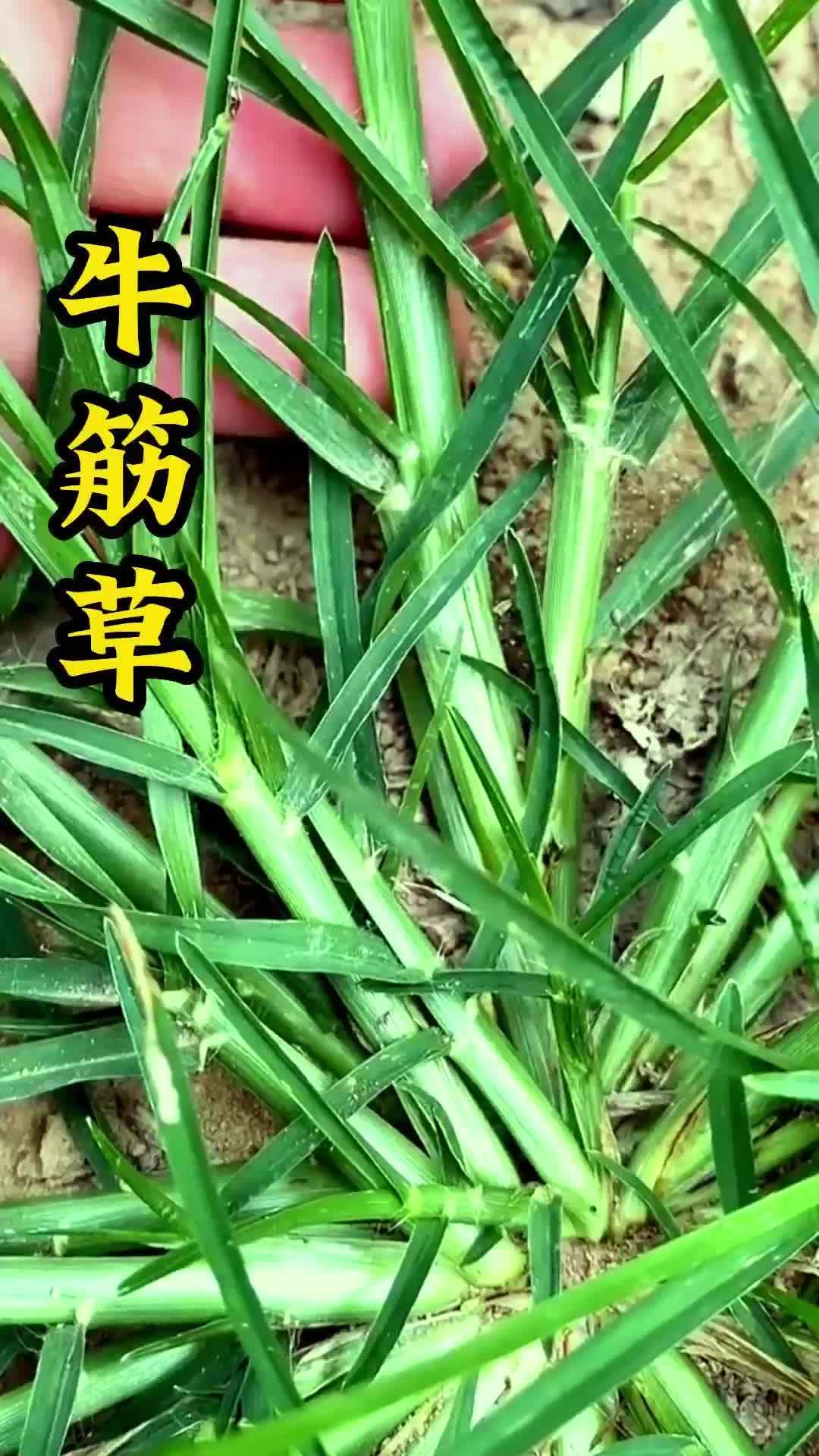 牛津草还有这作用#三农 #农村#新农人计划2022