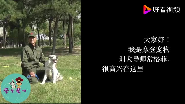 摩登宠物训犬 狗教程视频介绍片1