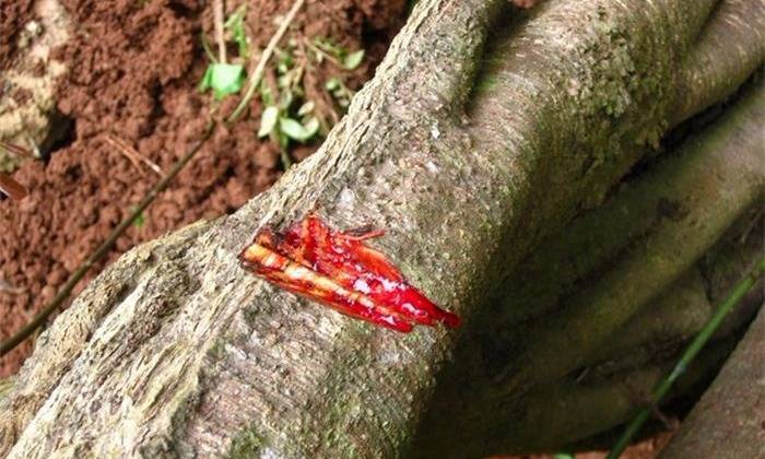 世界上真有会“流血”的树,当地人还拿做染料,药用价值极高!