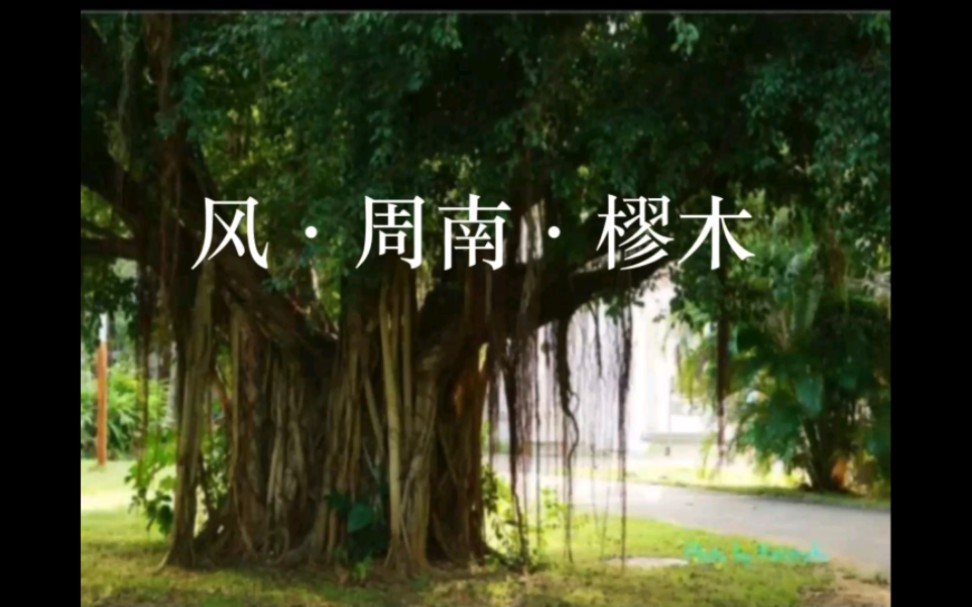 诗经朗读之风·周南·樛木