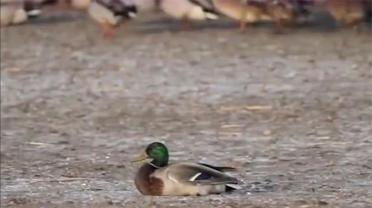 灵异事件?鸭子离奇死亡不知原因,放慢镜头才看见罪魁祸首!