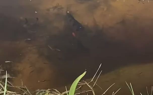 野生三间vs眼鳢