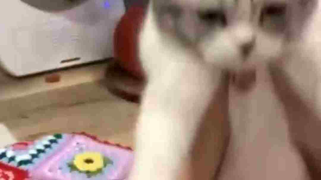 这是泡芙第二次见到安生了