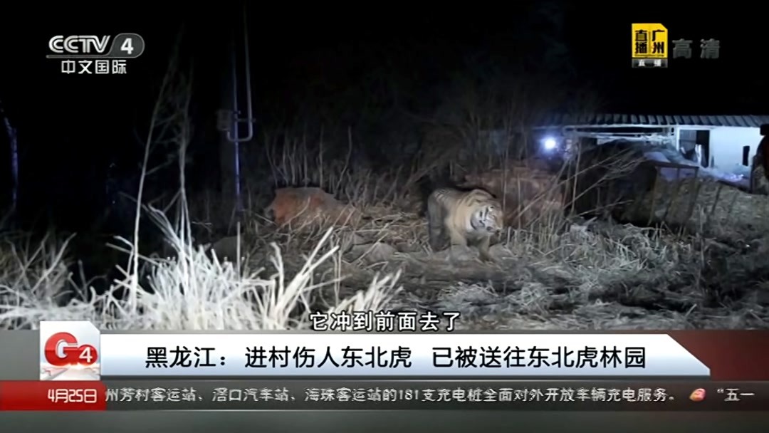 黑龙江:进村伤人东北虎 已被送往东北虎林园