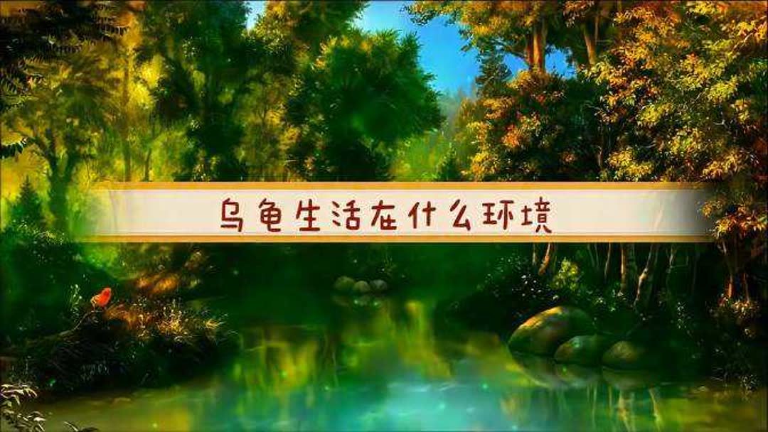 不同种类的乌龟,生活的环境也不一样,乌龟生活在什么环境