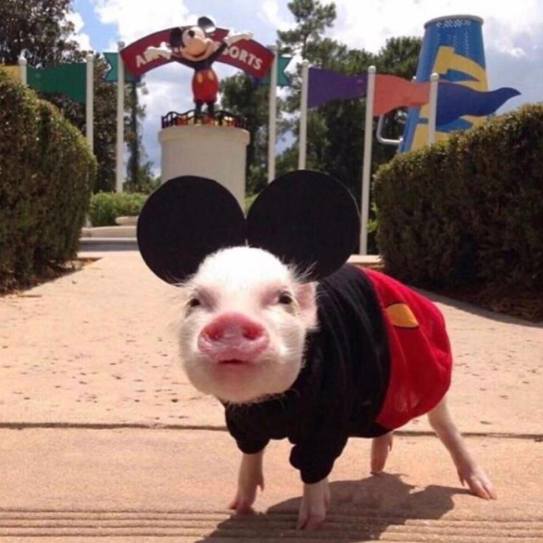 林子大了什么木都有 