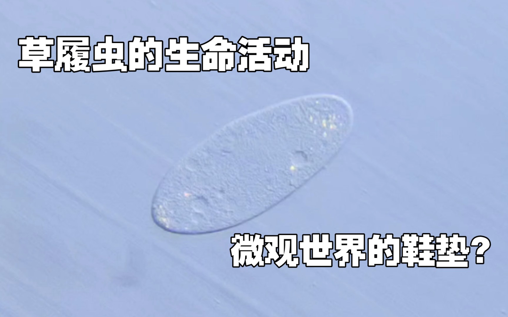 草履虫内部的生命活动,微观世界中的鞋垫!