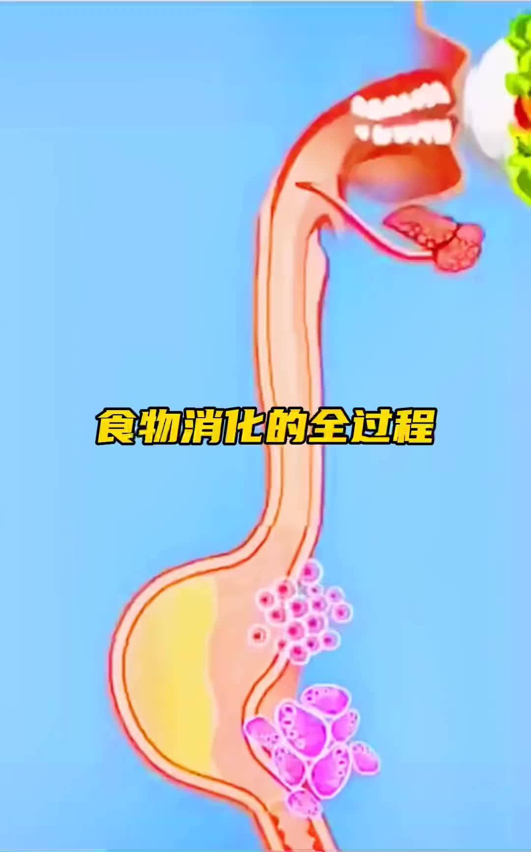 食物消化的全过程,看到最后我自己都没想到!