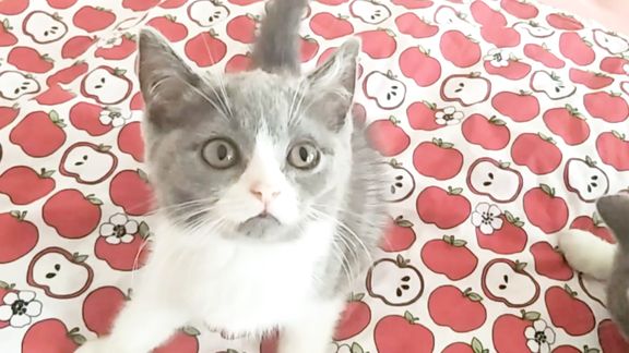 母猫性情大变,突然出手教训猫宝宝,小猫咪的反应让人心疼