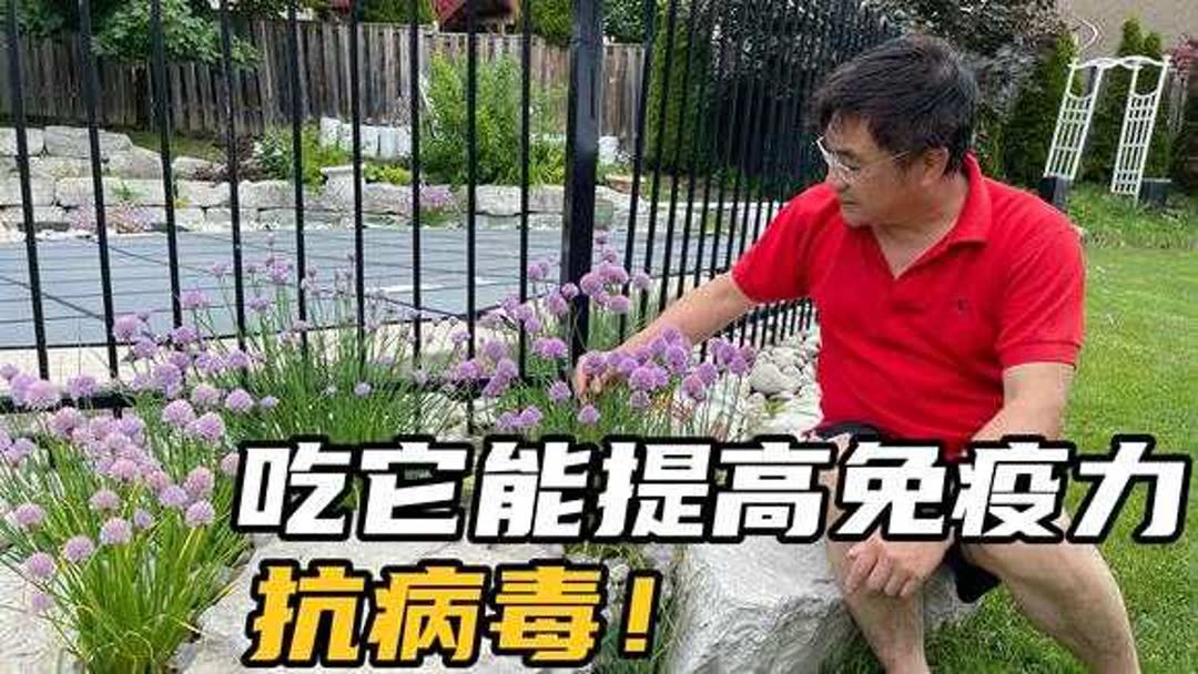 这东西既能当花观赏又好养,还能吃,味道美极了!且药用价值极高