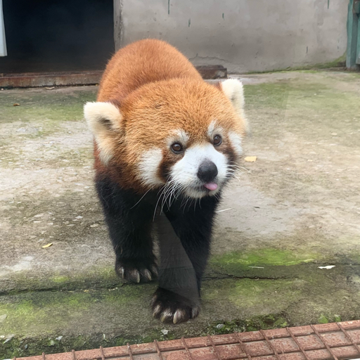 童颜无忌伤了我 