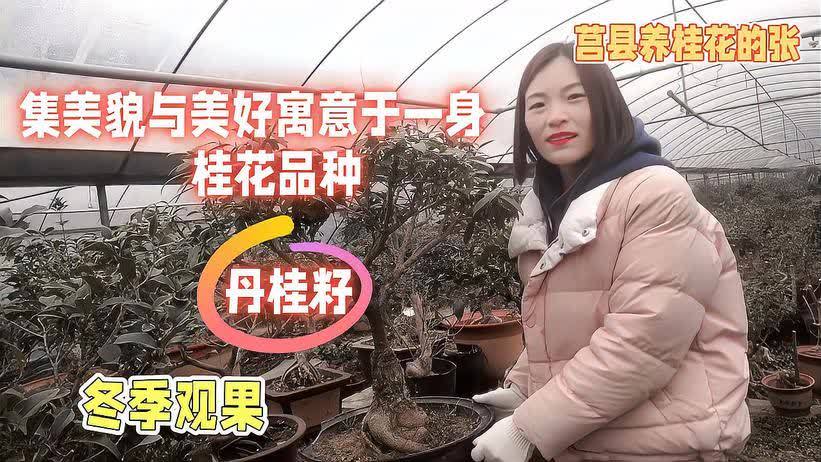 冬天赏品相观果实的桂花品种丹桂籽,...