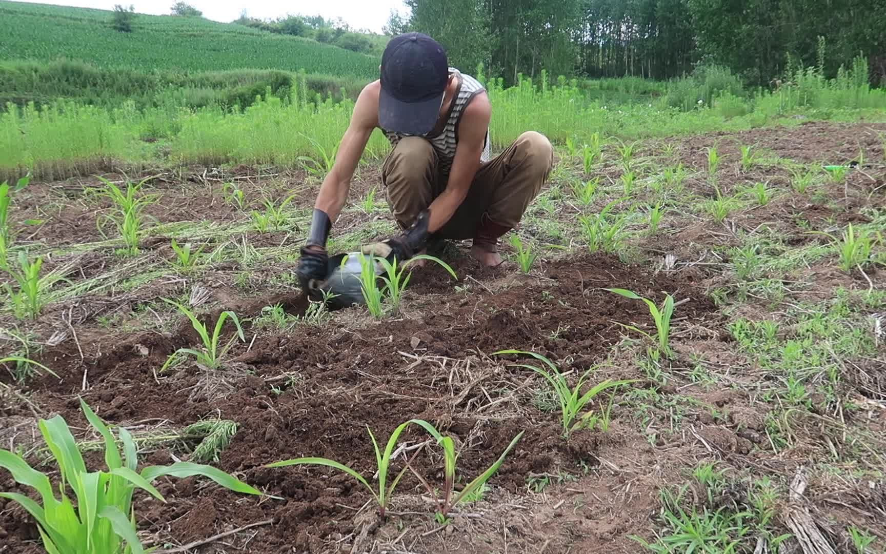 花生玉米能否同伴种植?播种到采收,测试时长120多天!