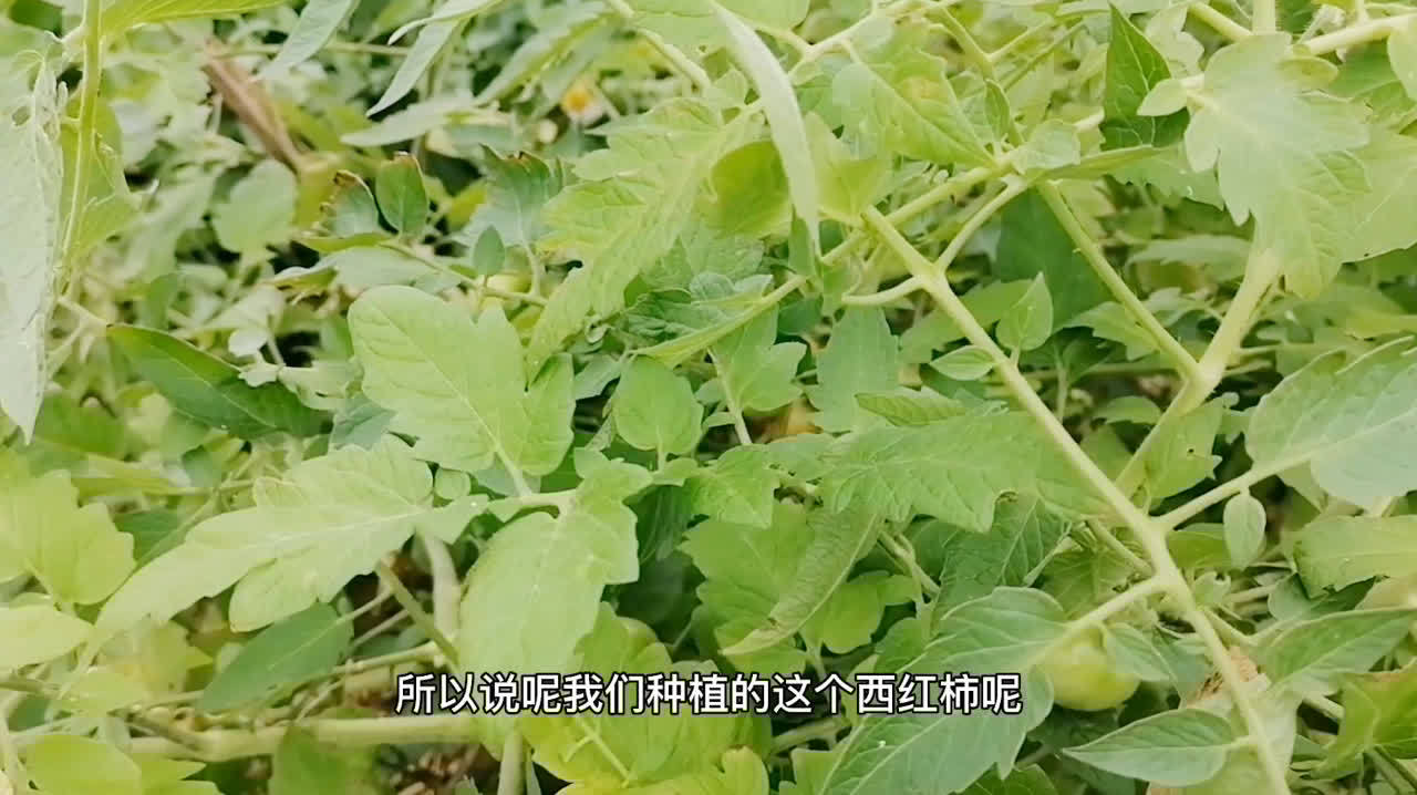 如何种植西红柿产量高?掌握这几个种植小妙招,西红柿每年高产