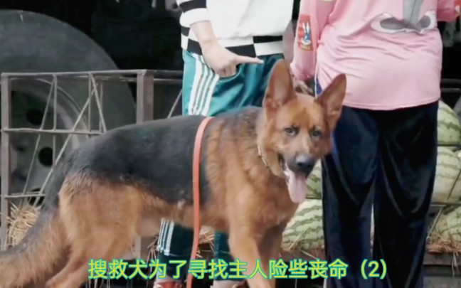 搜救犬为了寻找主人险些丧命,一人一狗的感动故事。