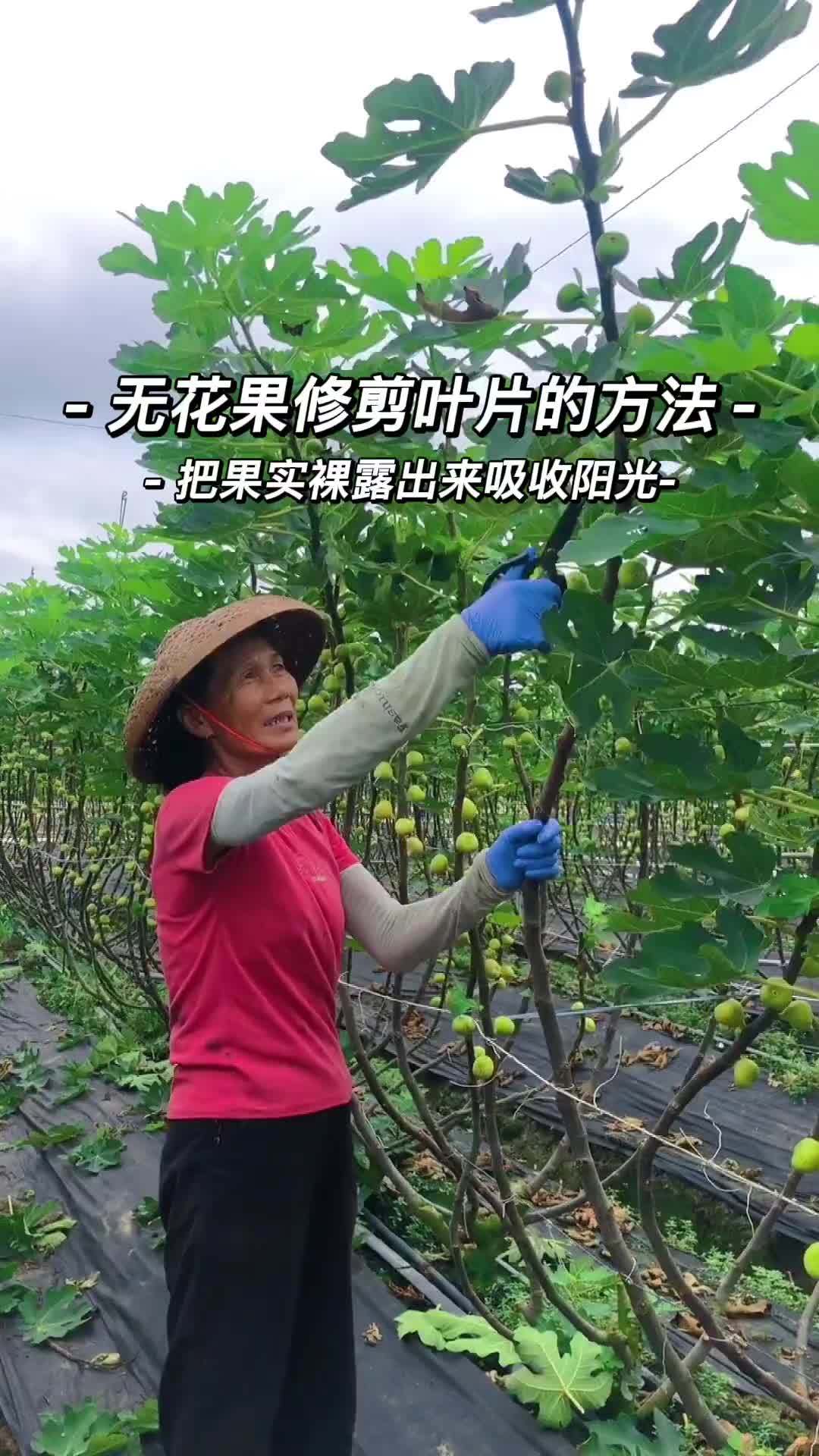 无花果修剪叶片的方法