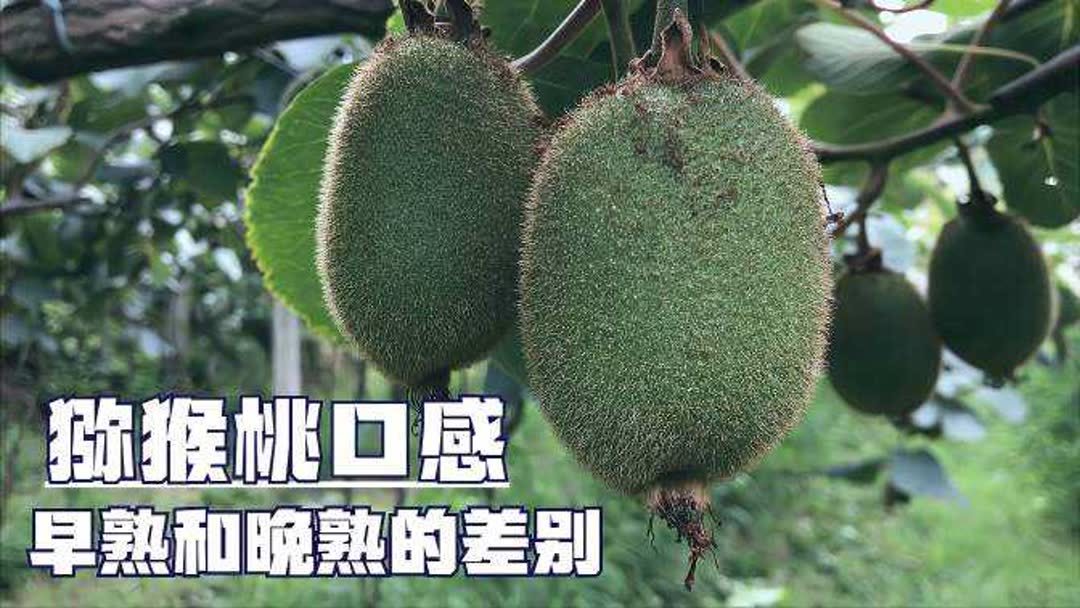 六月是猕猴桃快速生长期,各品种已经长大成形,区别还是比较明显