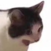 大螺宝 