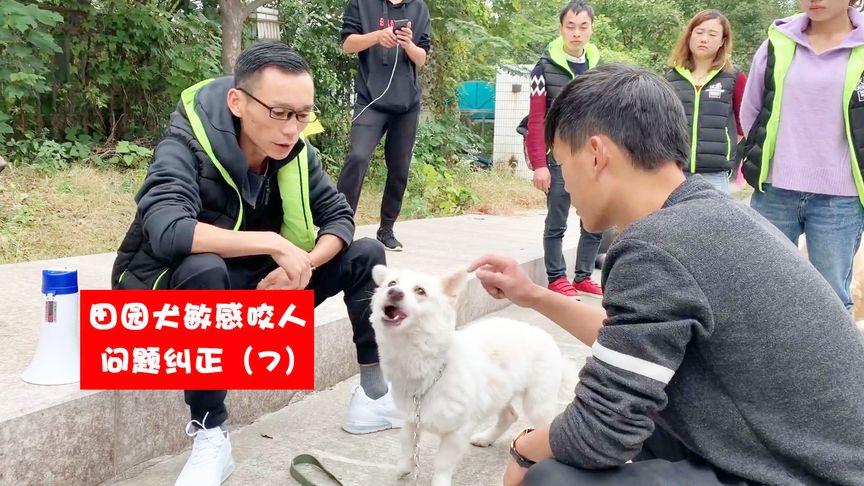 田园犬因咬人成网红,纠正过程公开引热议,狗狗到底经历了什么?