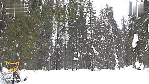 零下30℃,看俄罗斯猎人如何在丛林中打猎,看着都冷