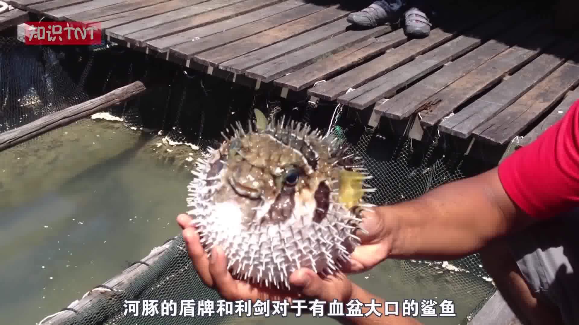 河豚的剧毒从哪里来?河豚身怀剧毒,却不会把自己毒死?