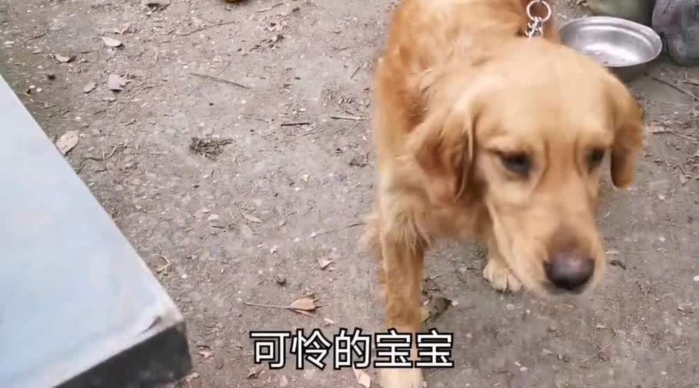 花了几千块,送德牧、马犬去狗狗学校都学到了啥