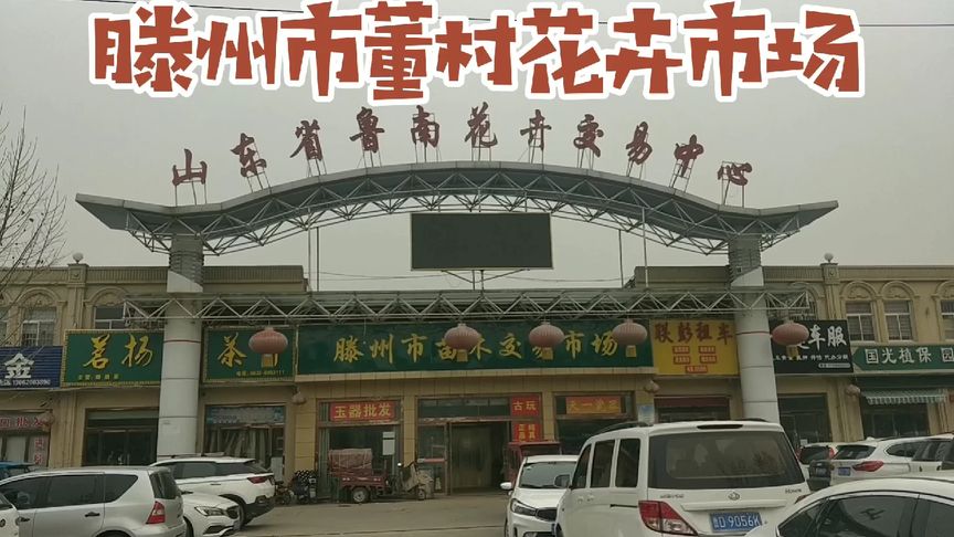 滕州市董村花卉市场四季如春听听熊猫的介绍,顺便藏个礼物哦