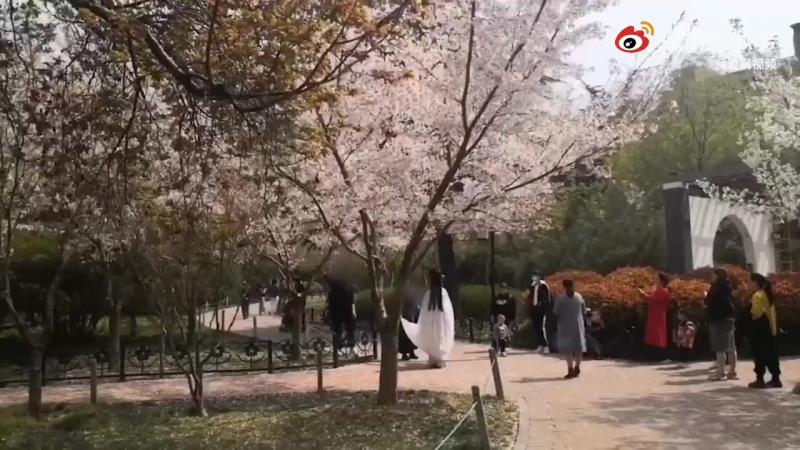 ...樱花盛开,郑州某公园有人为了拍照大力摇晃树枝,樱花散落一地。视频...