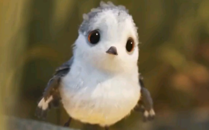 【奥斯卡获奖动画短片《鹬》】